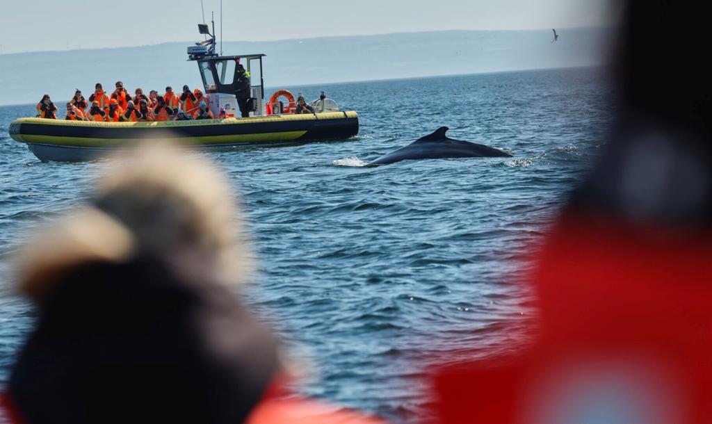 舒适惬意的缤纷夏日 魁北克及周边地区游轮观鲸体验线路 | 加拿大旅游局